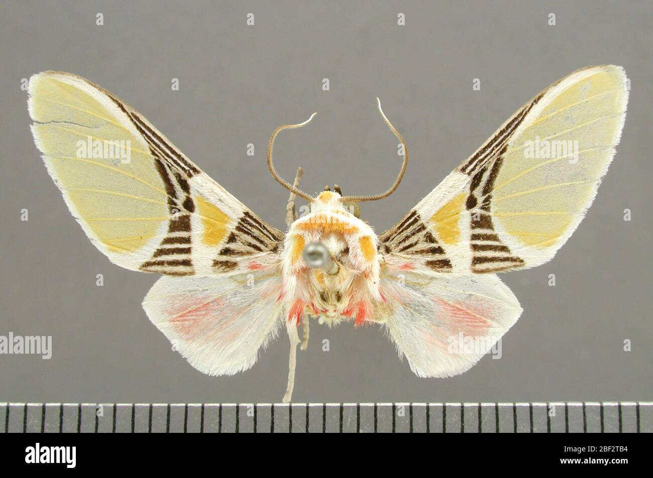 Idalus herois hi-res stock photography and images - Alamy