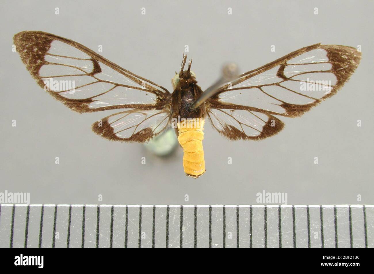 Cosmosoma High Resolution Stock Photography and Images - Alamy