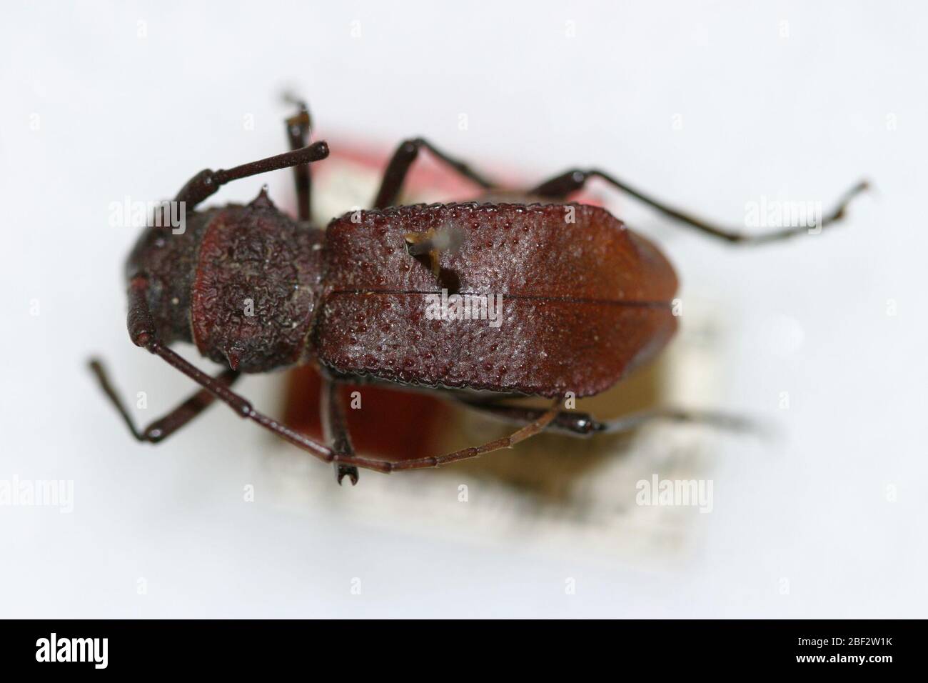Brunneus hi-res stock photography and images - Alamy