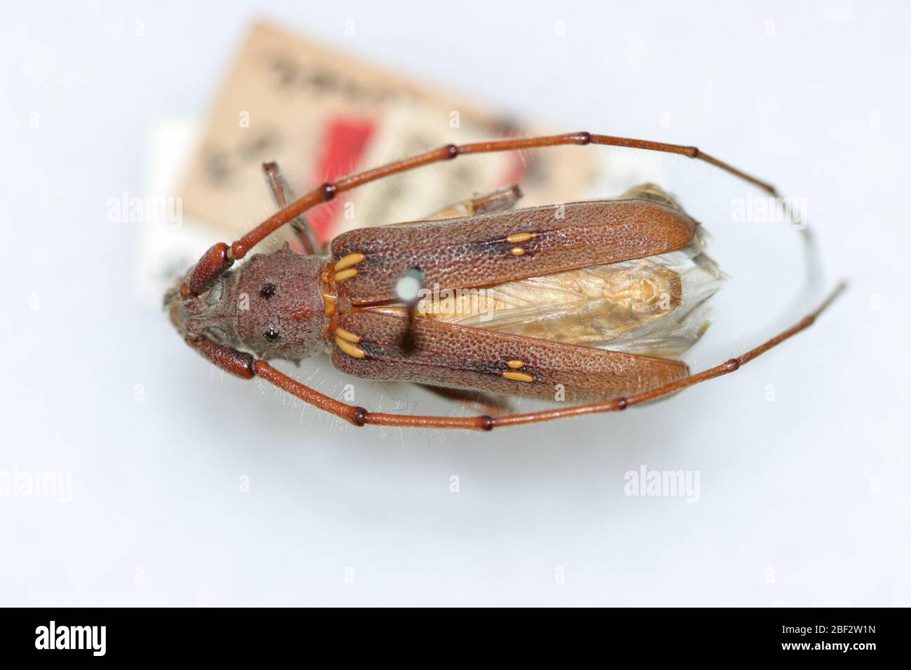 Bauri hi-res stock photography and images - Alamy