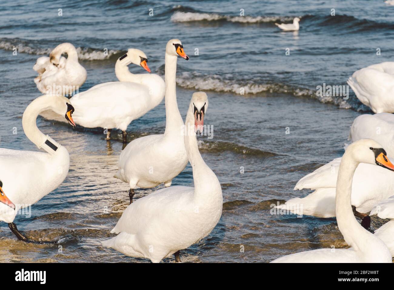 swans and seagulls on the coast in the Baltic Sea in winter, spot city ...