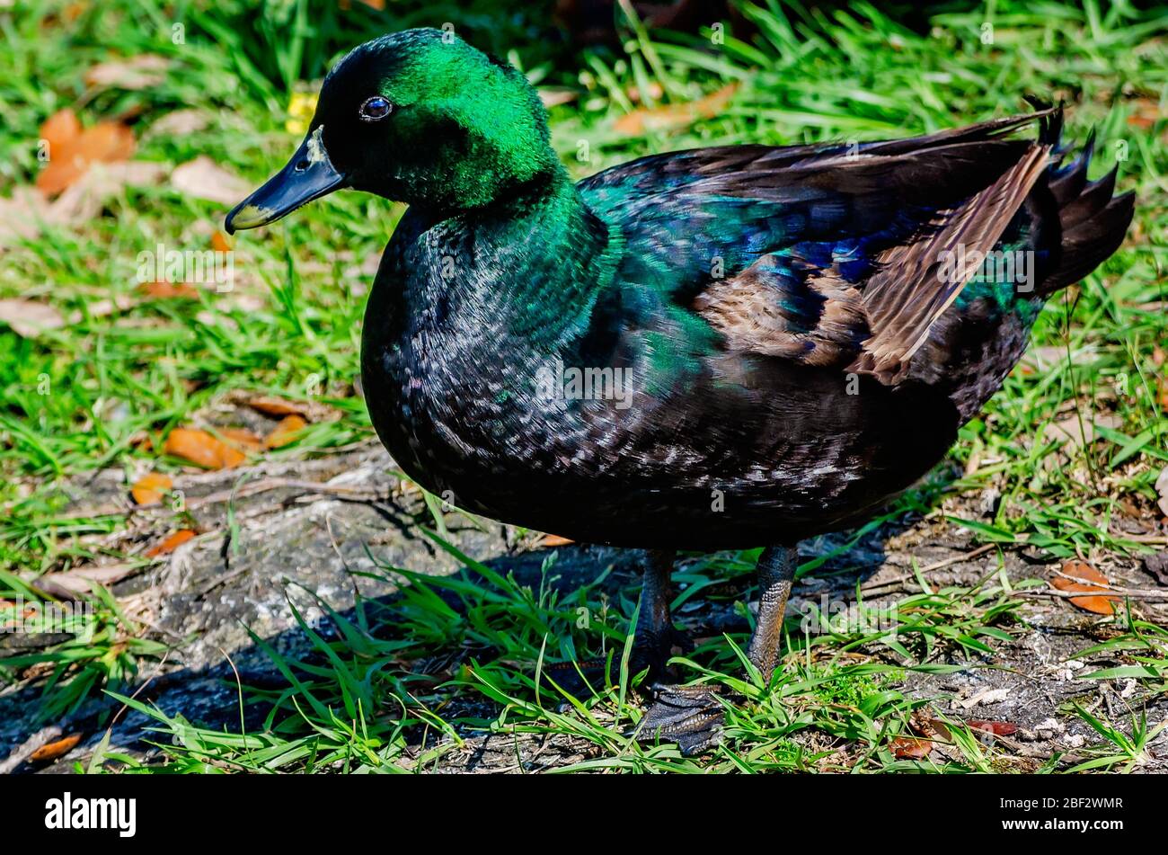 Cayuga duck hi-res stock photography and images - Alamy
