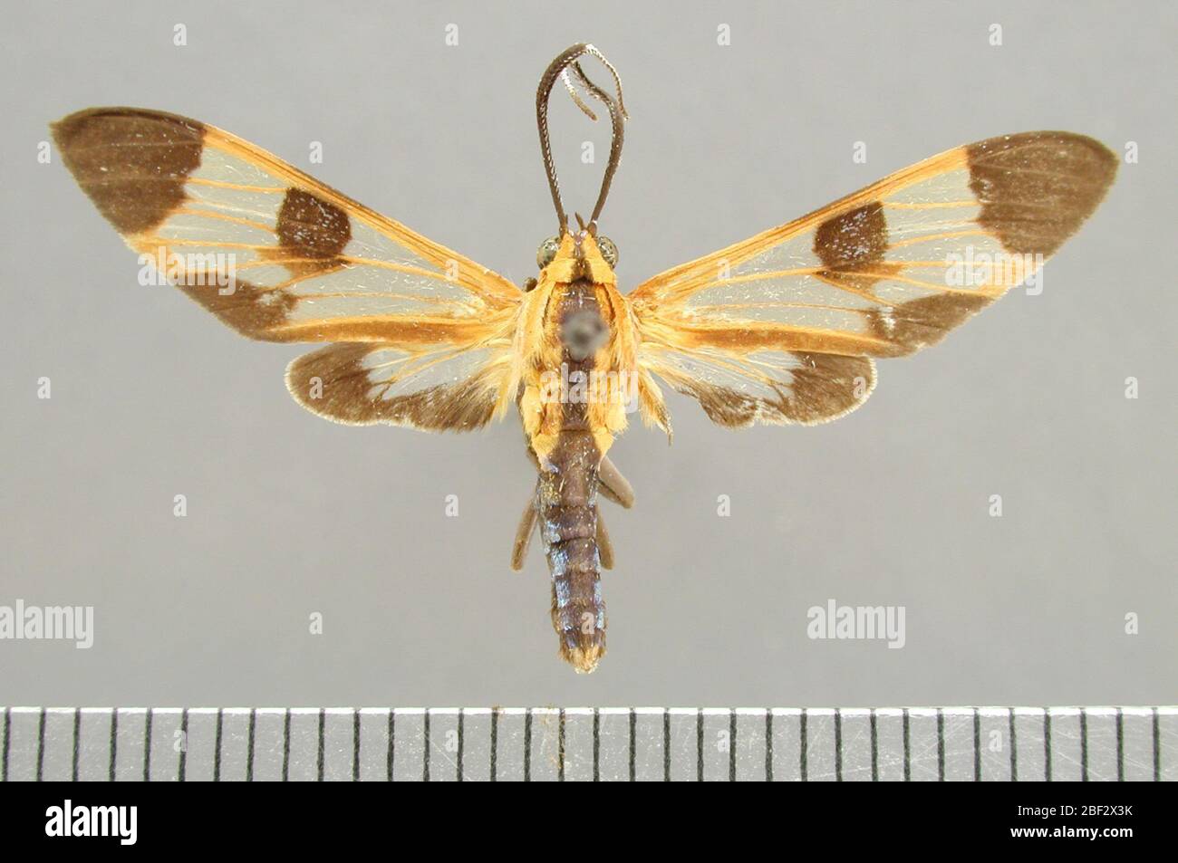 Dycladia hi-res stock photography and images - Alamy