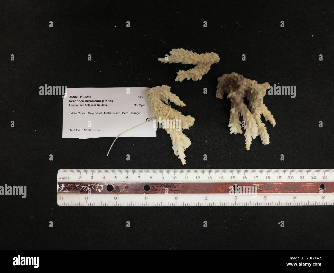 Acropora Divaricata High Resolution Stock Photography and Images - Alamy