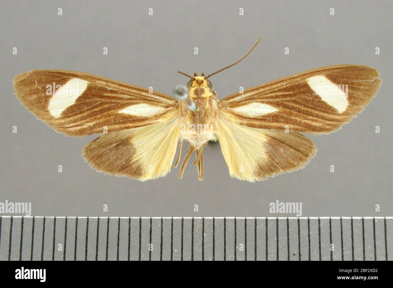 Glaucostola metaxantha. 8 Jun 20171 Stock Photo - Alamy