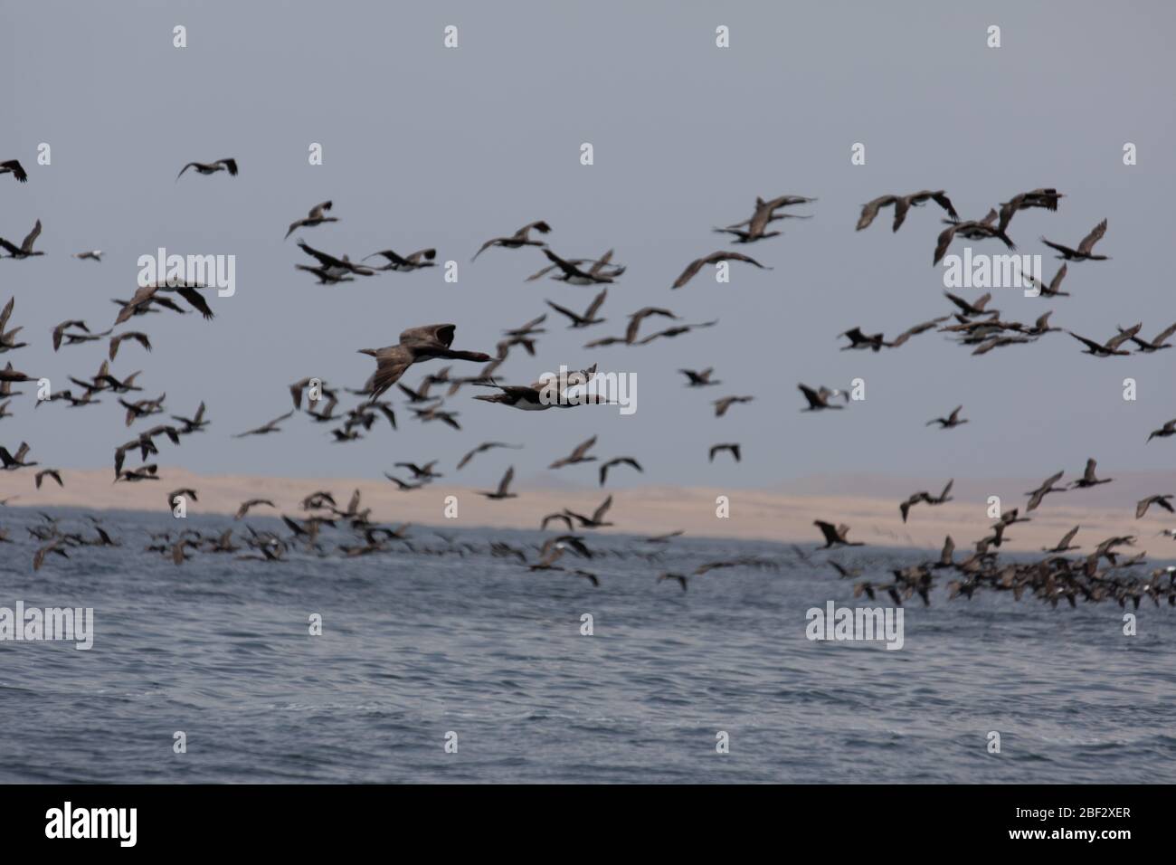 Birds flying in Pisco, Peru Stock Photo - Alamy