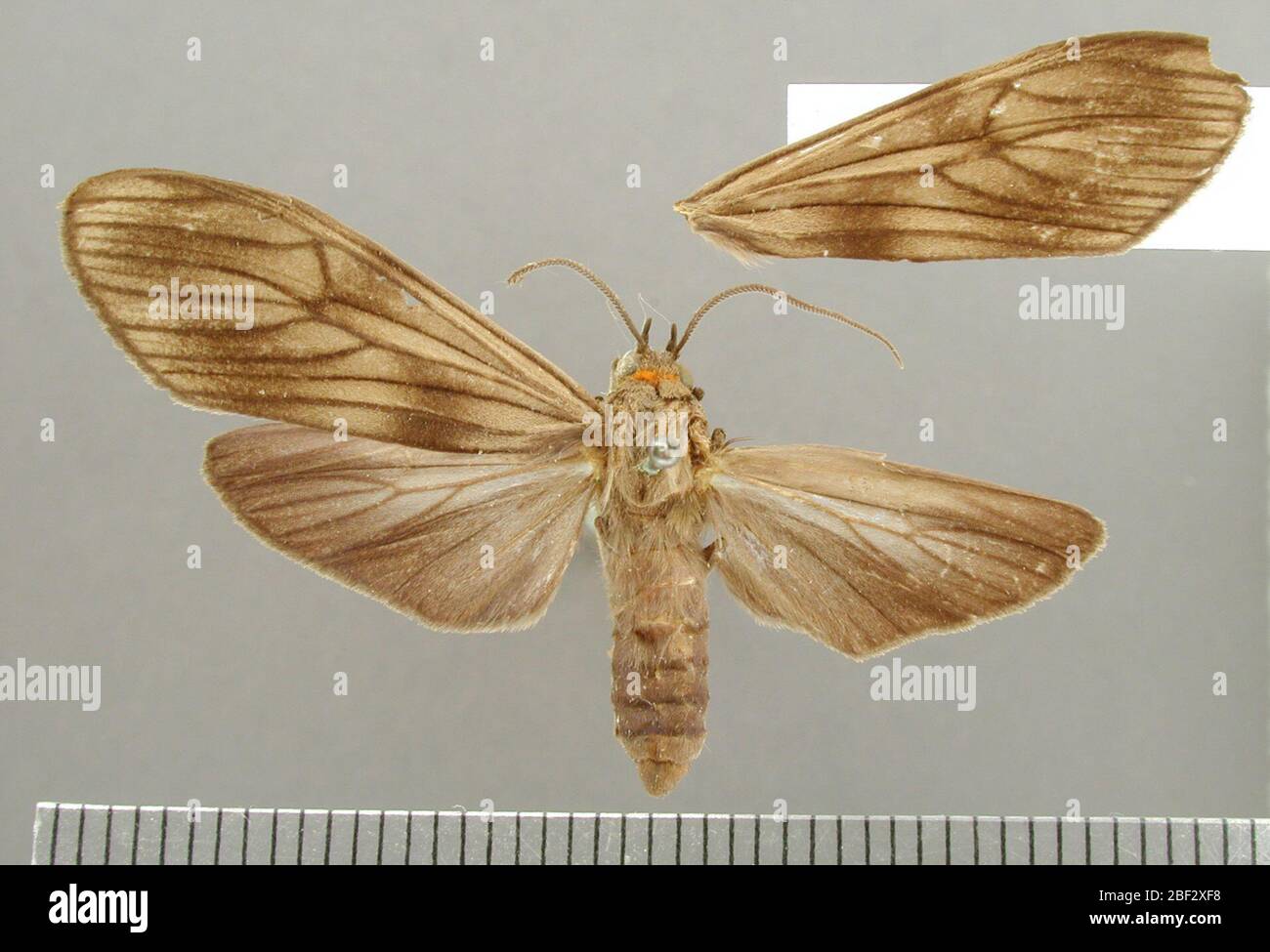 Morosa hi-res stock photography and images - Alamy