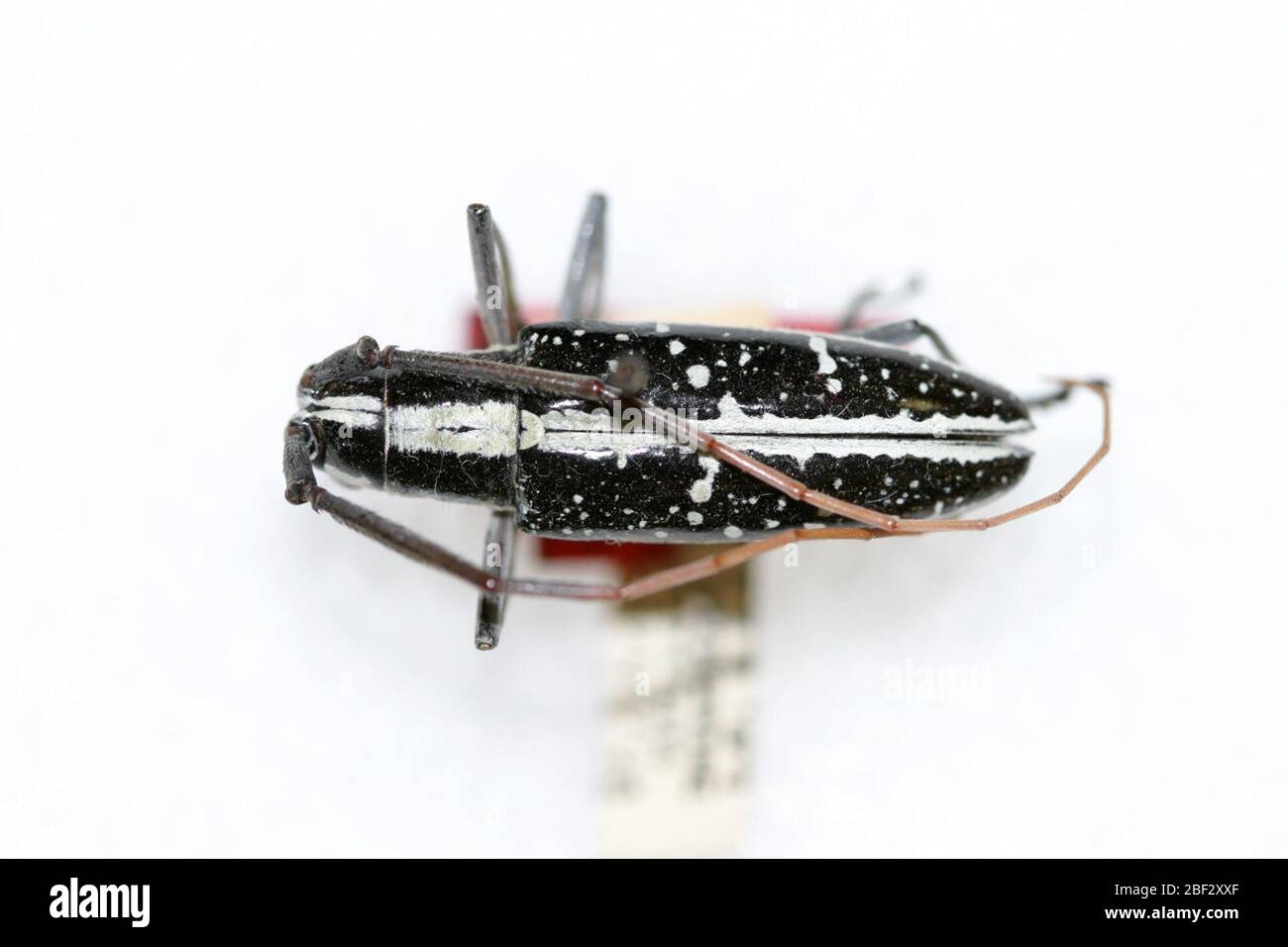 Ptychodes hi-res stock photography and images - Alamy