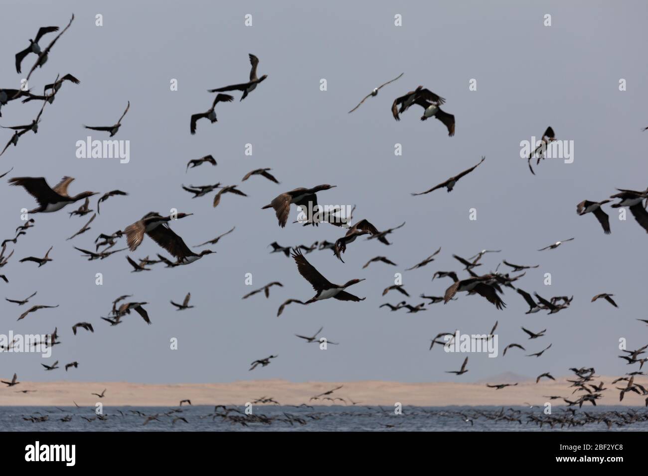 Birds flying in Pisco, Peru Stock Photo - Alamy