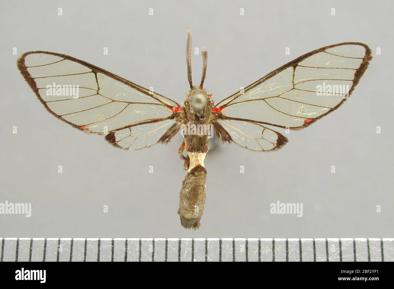 Tachinidae family hi-res stock photography and images - Alamy