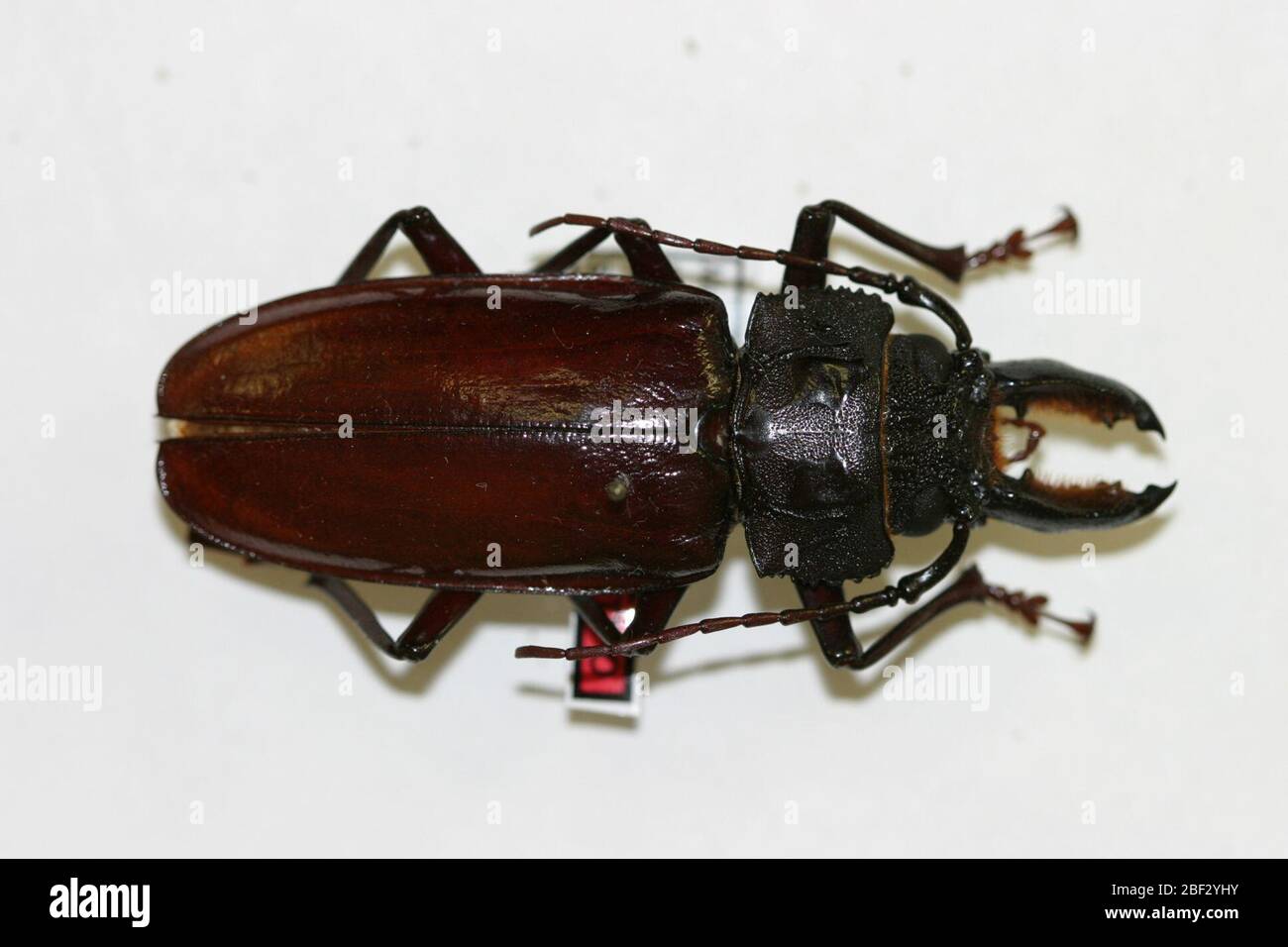 Mallodon vermiculatus. 25 Sep 20131 Stock Photo - Alamy