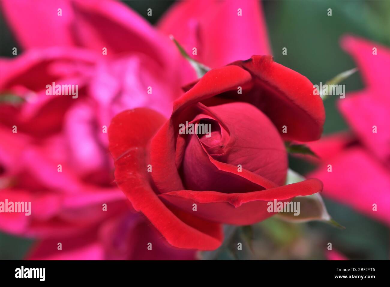 Red rose bud Stock Photo - Alamy