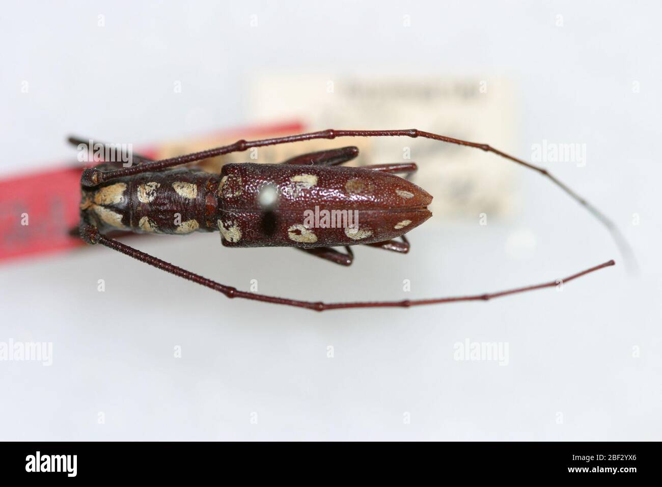 Olenecamptus affinis. 27 Sep 20131 Stock Photo - Alamy