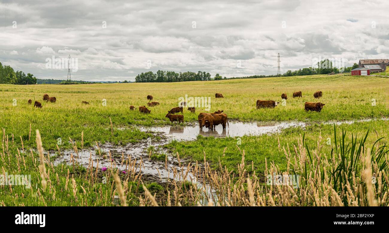 Rural Farm Fields landscape Stock Photo - Alamy