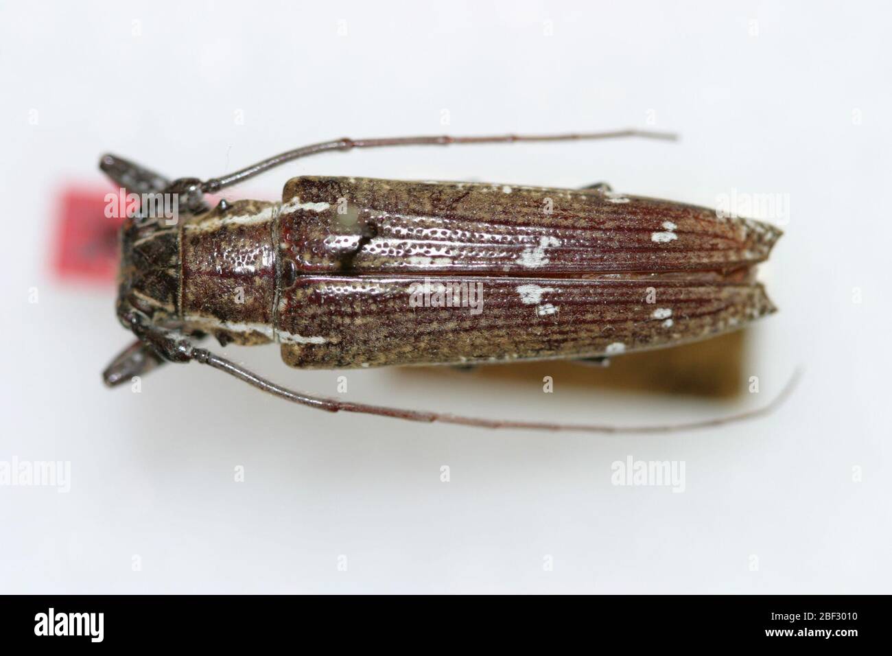 Albosignata hi-res stock photography and images - Alamy