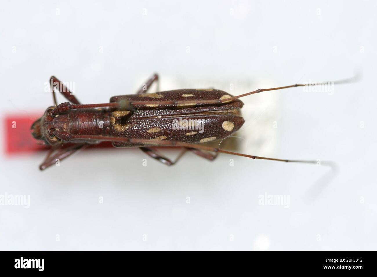 Octomaculatus hi-res stock photography and images - Alamy