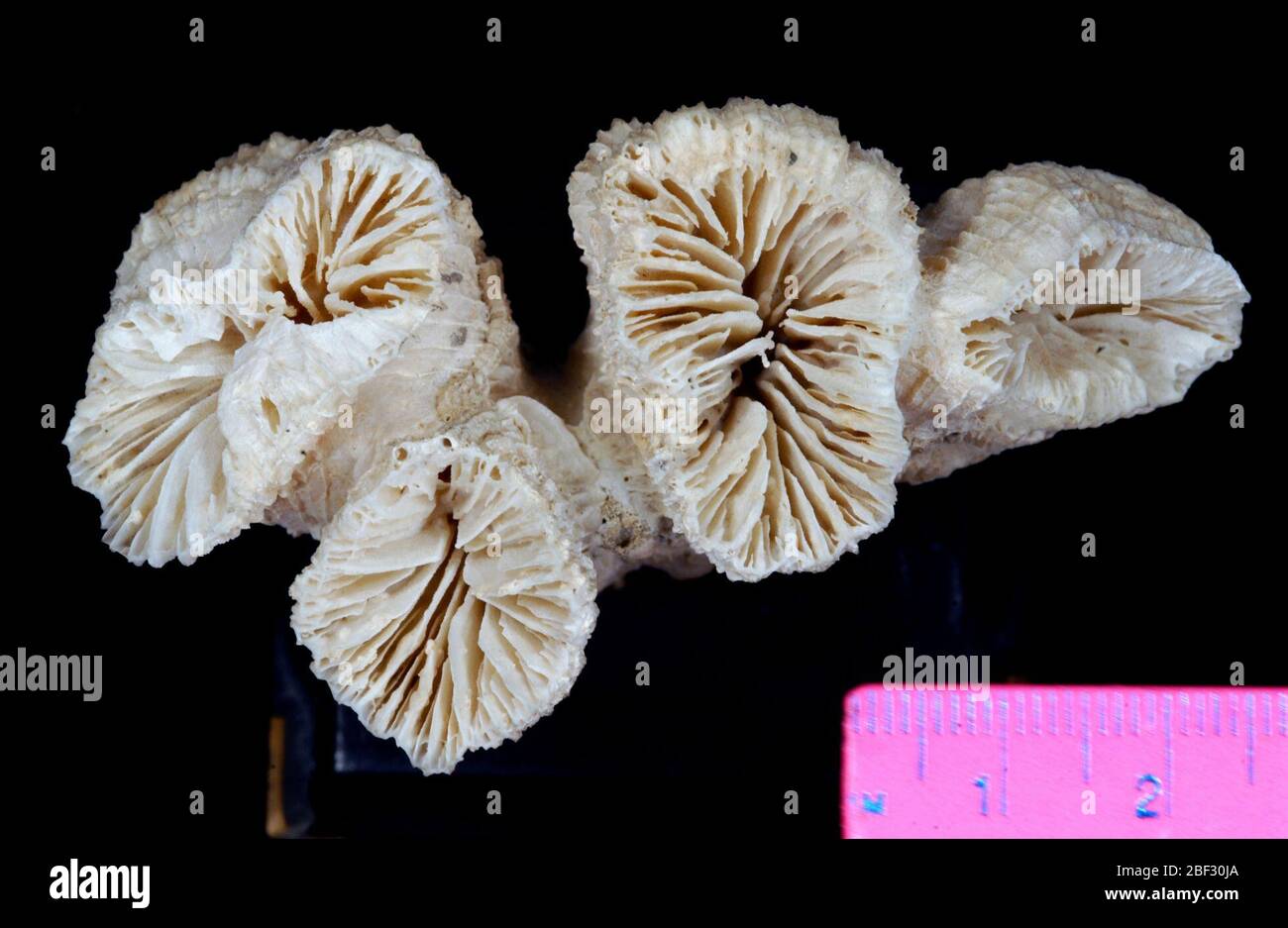 Rugosa coral hi-res stock photography and images - Alamy