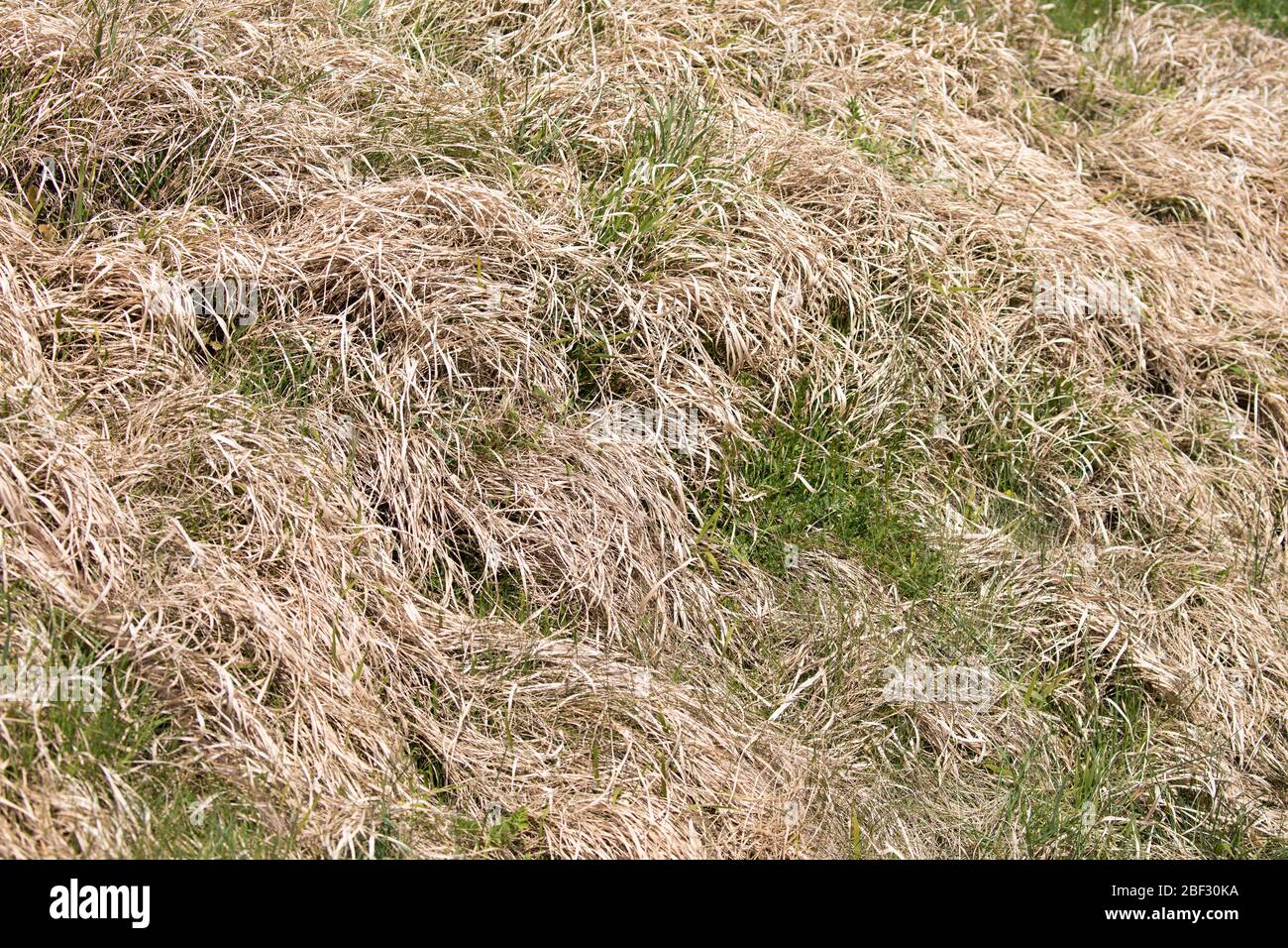 Withered wild grass hi-res stock photography and images - Alamy