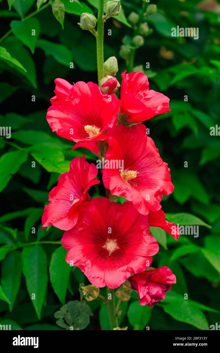 Malva Flower Red Color In High Resolution Stock Photography and Images ...