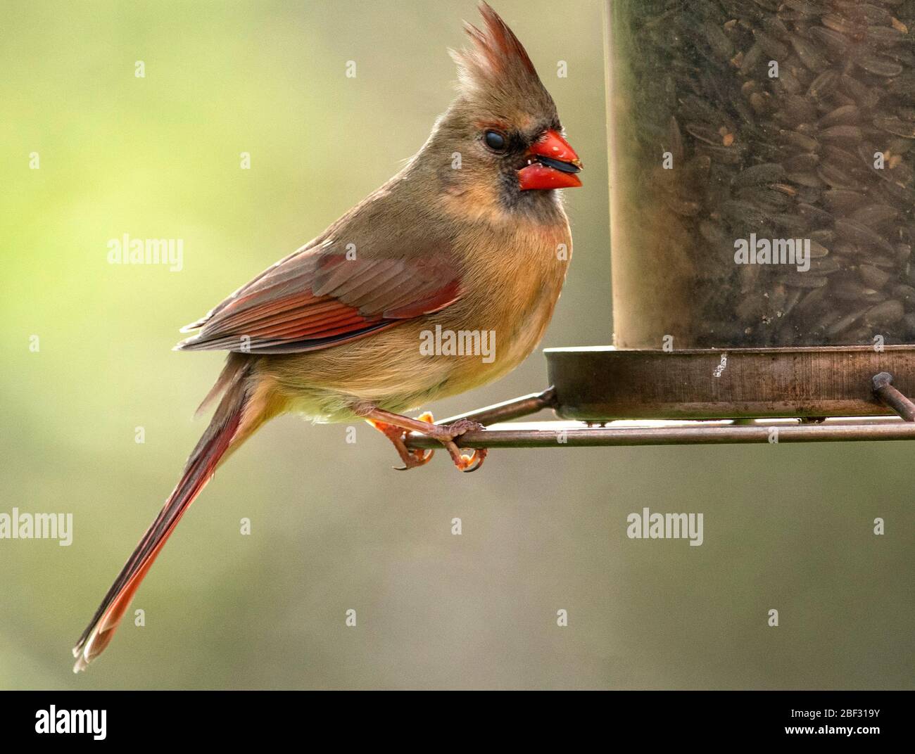 Red crest hi-res stock photography and images - Alamy