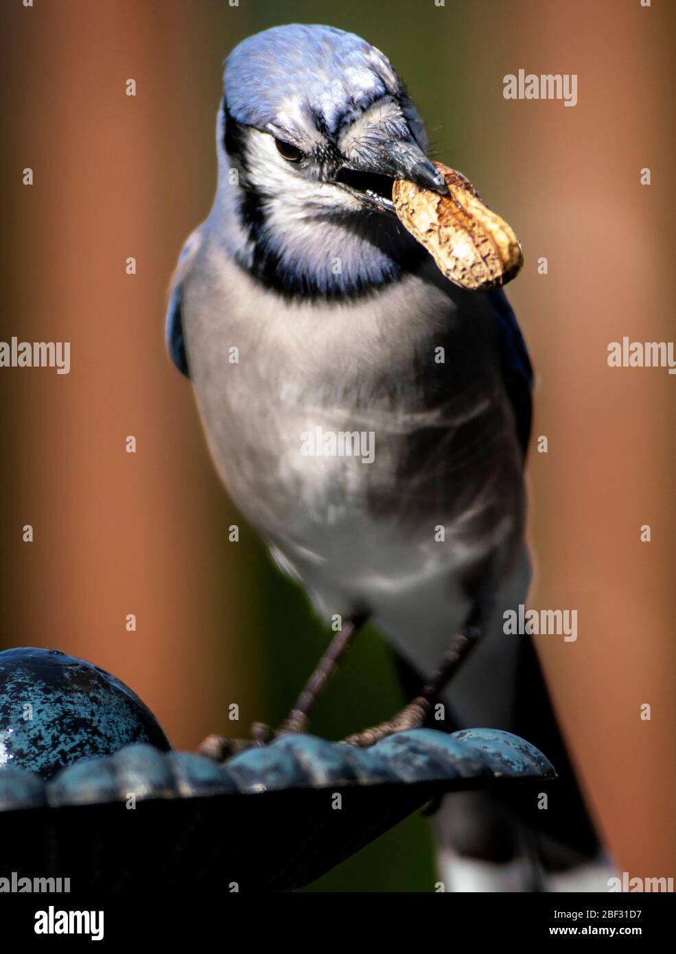 Caught a nut Stock Photo - Alamy