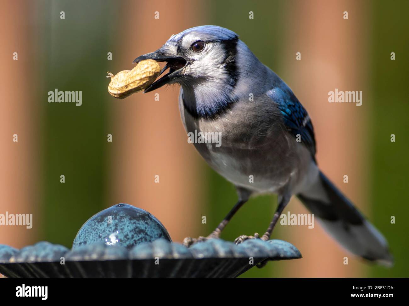 Bird with nut Stock Photo - Alamy