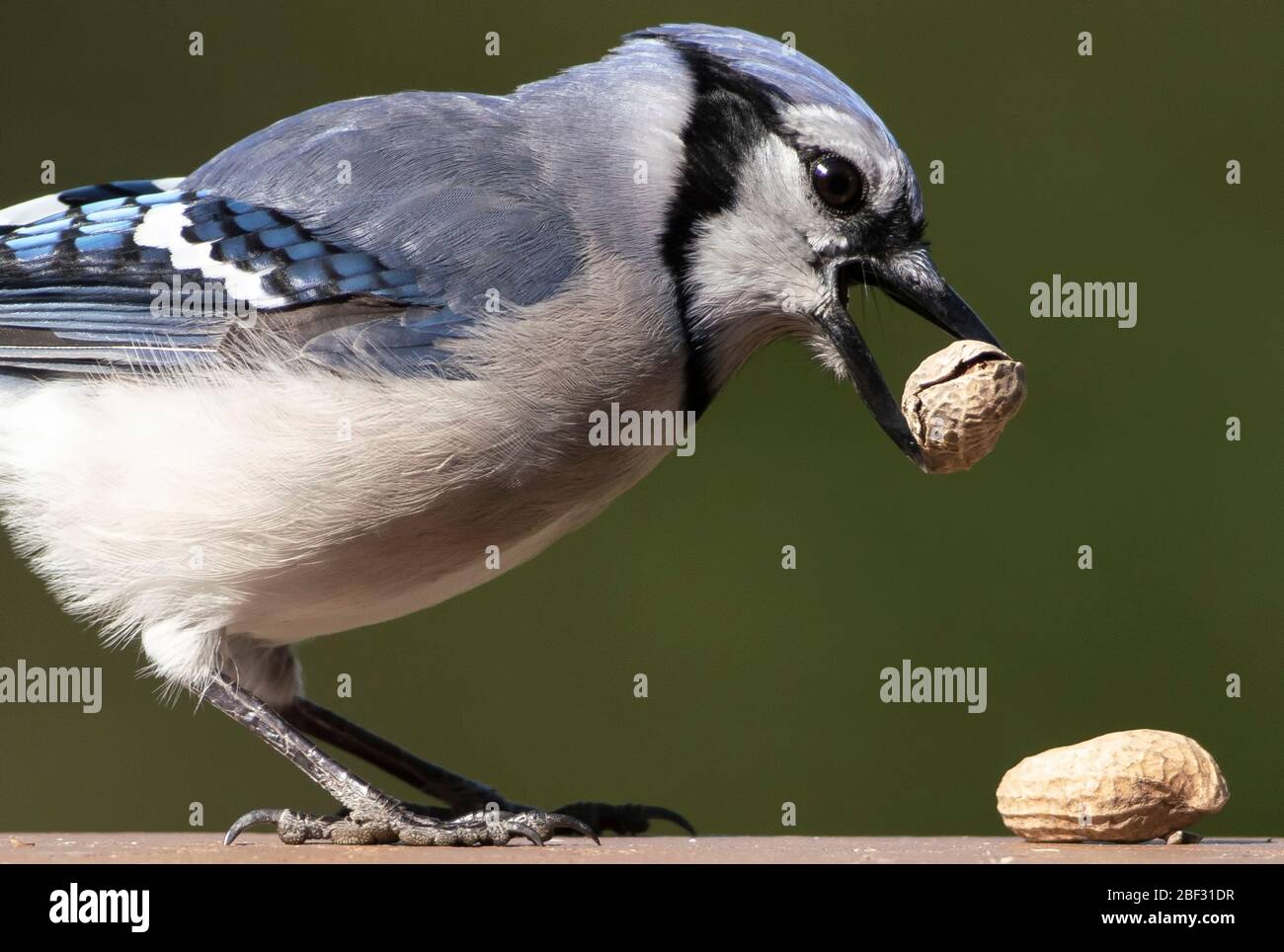 Blue bird with nut Stock Photo - Alamy