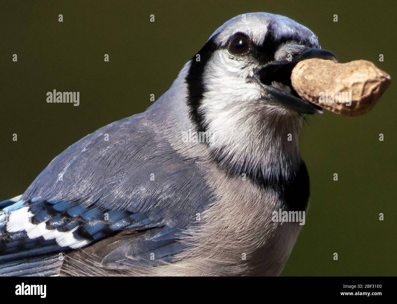 Big nut hi-res stock photography and images - Alamy