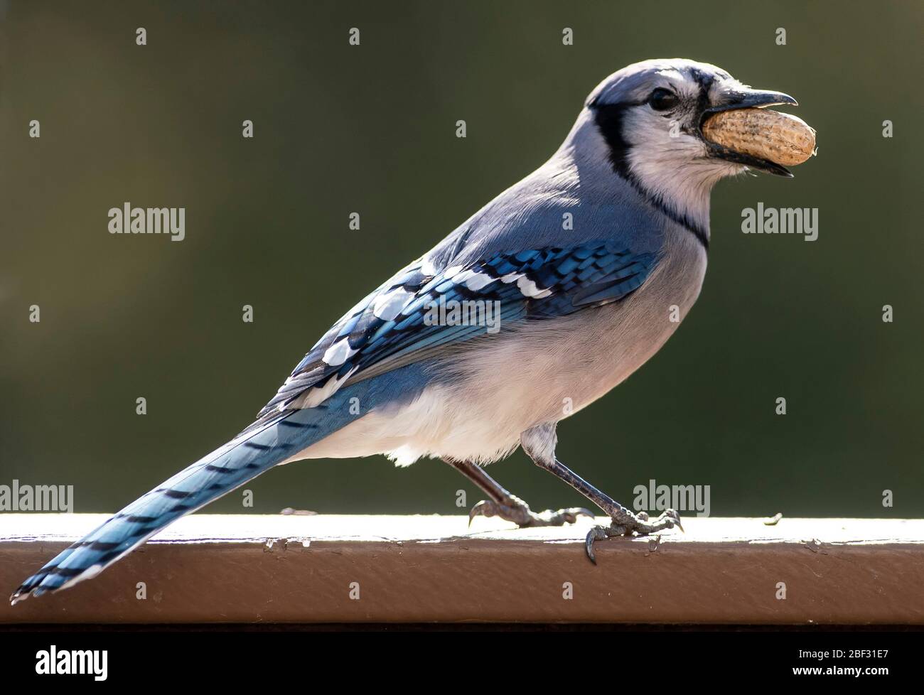 bird with nut Stock Photo - Alamy