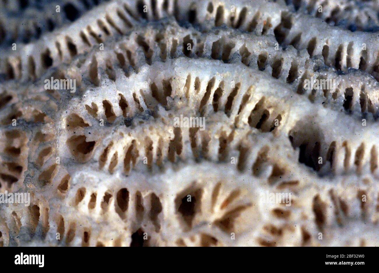 Meandrina hi-res stock photography and images - Alamy