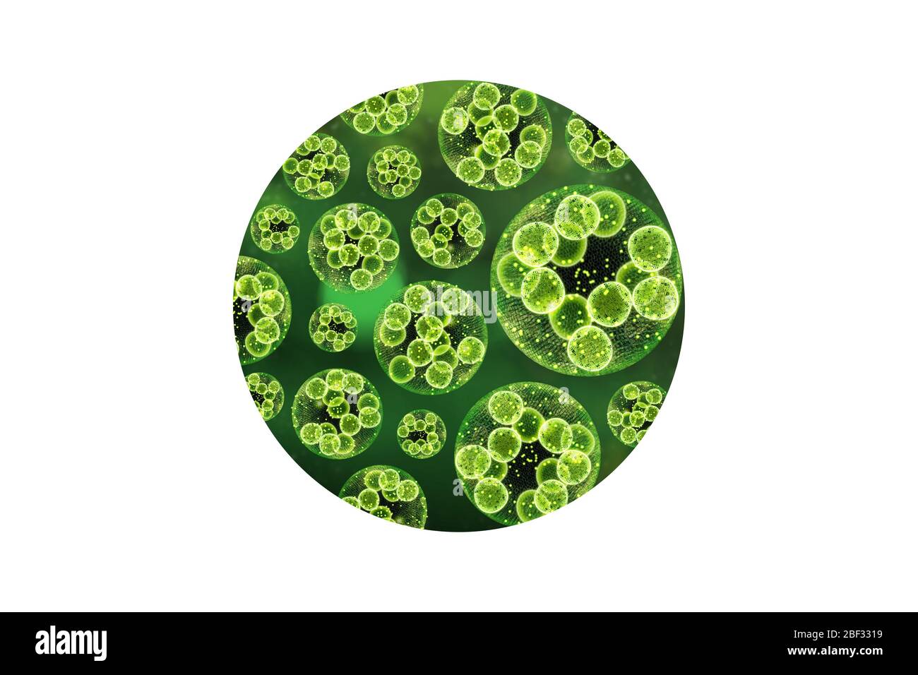 Green single cell chlorella algae microscopic conceptual 3D ...