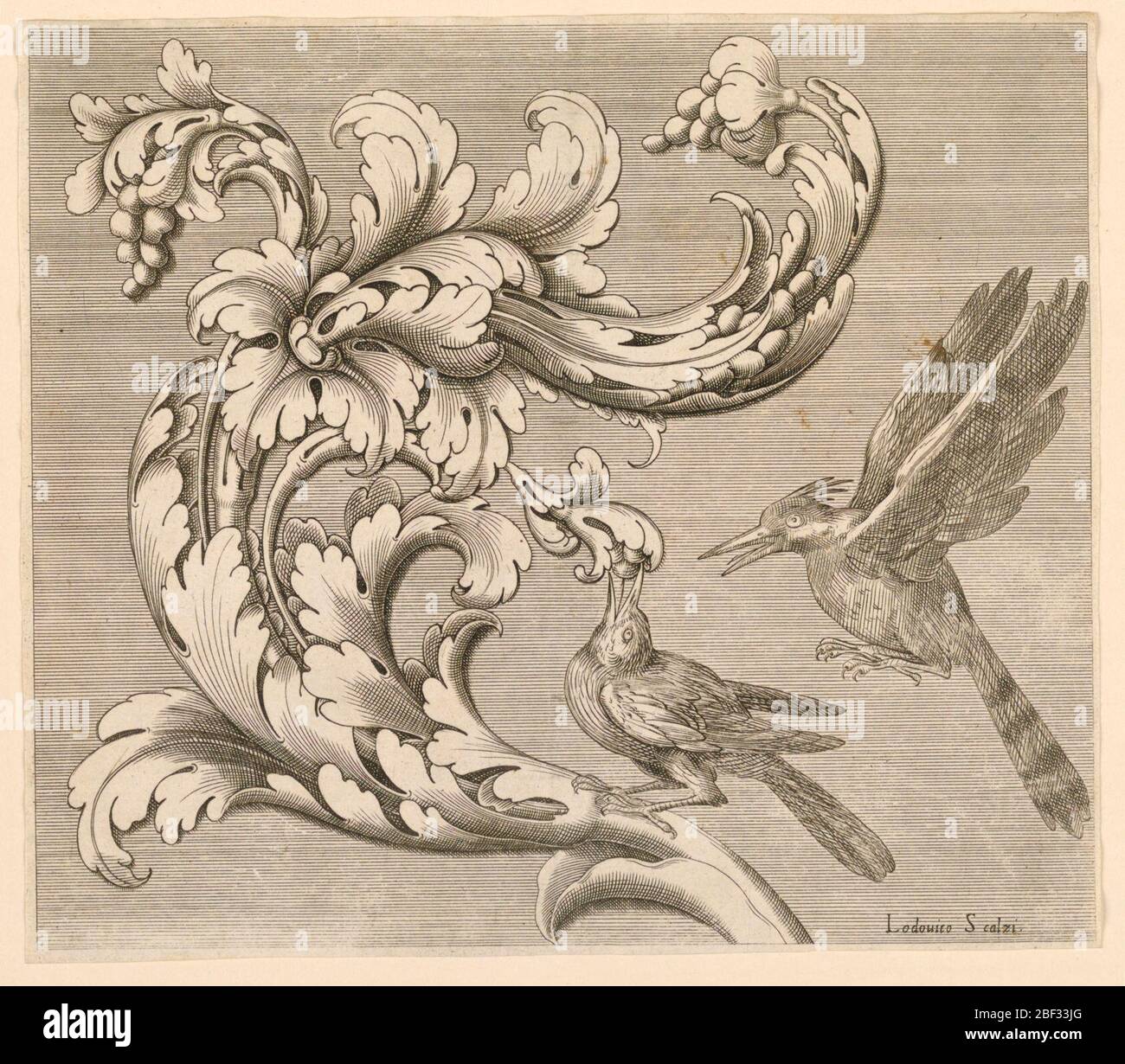 Birds acanthus hi-res stock photography and images - Alamy