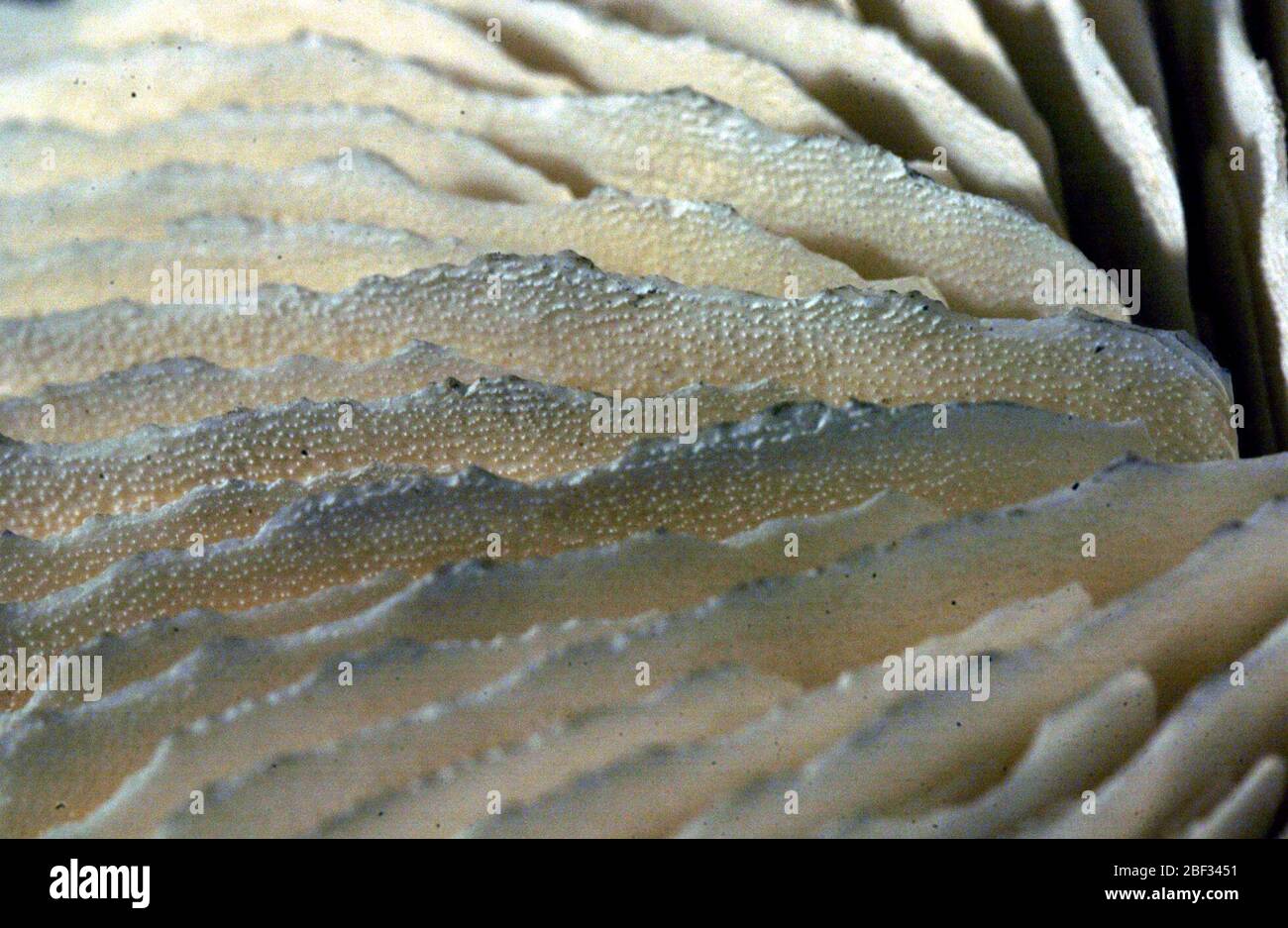 Fungia repanda. 29 Mar 20171 Stock Photo - Alamy