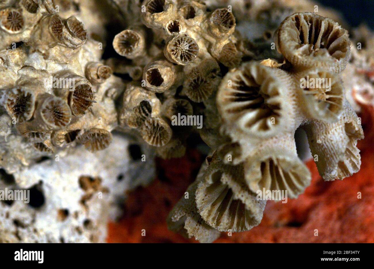 Diaphana hi-res stock photography and images - Alamy