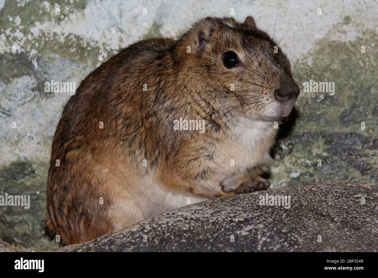 Rock Cavy. Species: rupestris,Genus: Kerodon,Family: Caviidae,Order ...