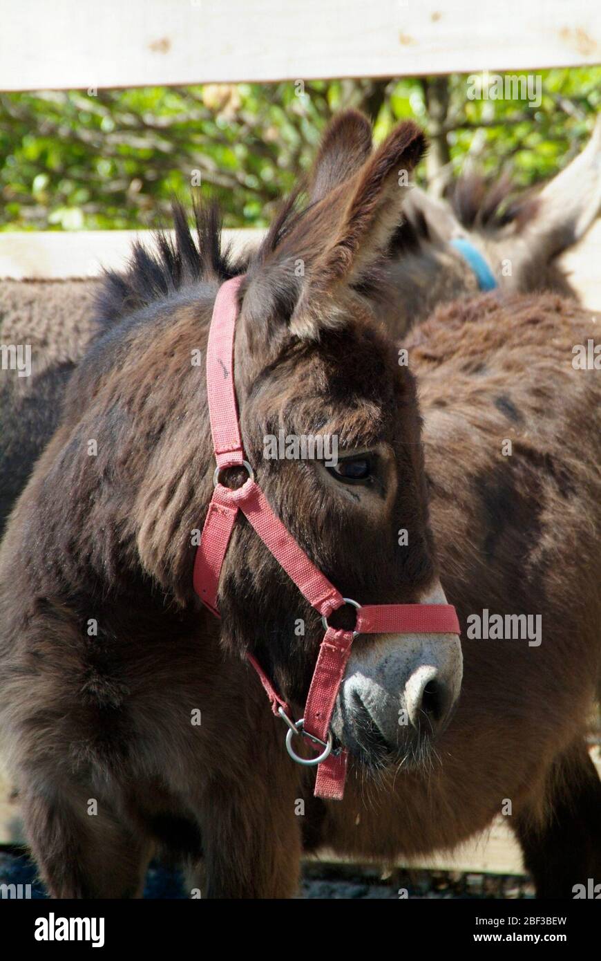 Miniature Mediterranean Donkey. Species: asinus,Genus: Equus,Family ...