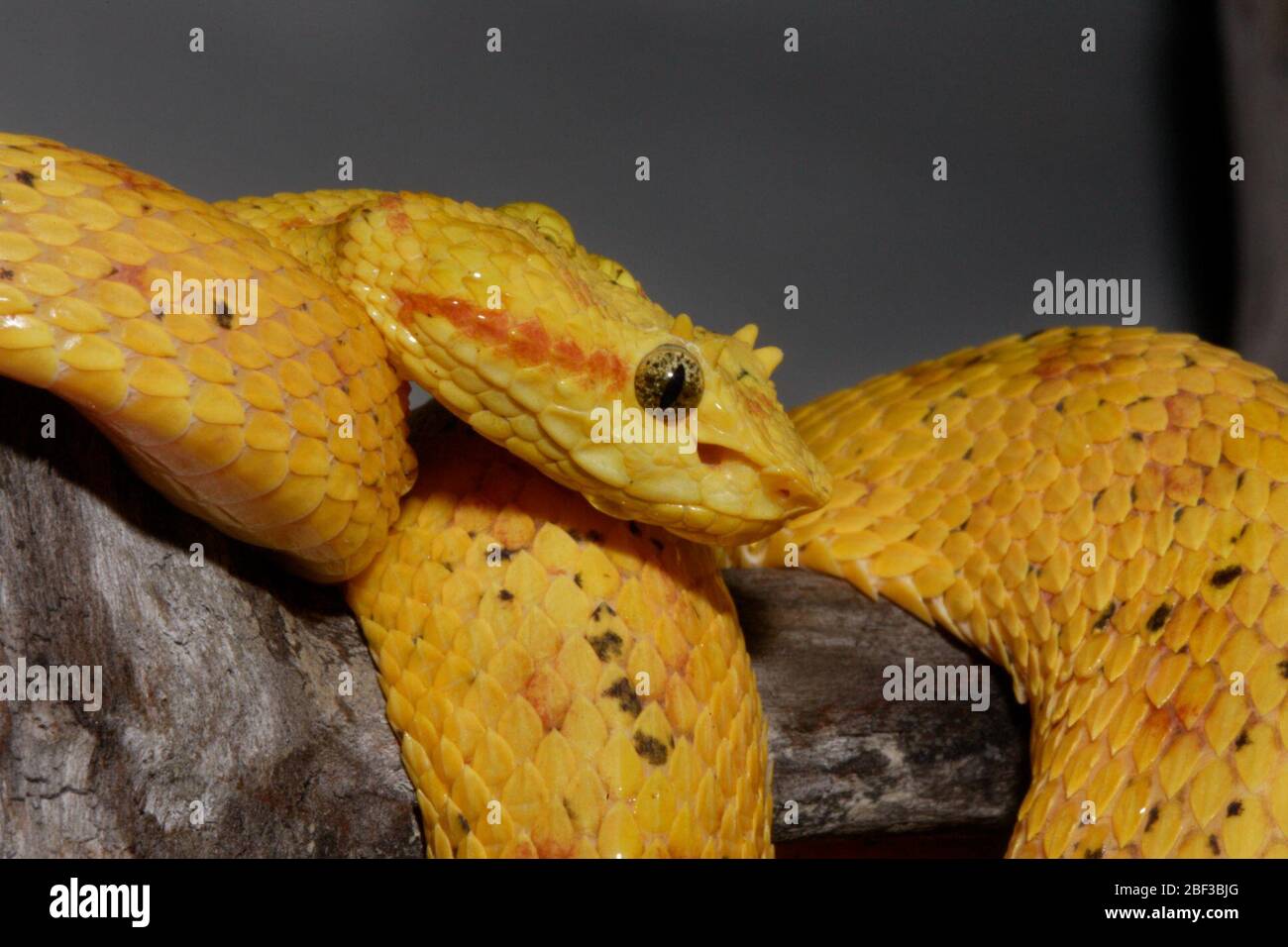 Eyelash Palm Pitviper. Species: schlegelii,Genus: Bothriechis,Family ...
