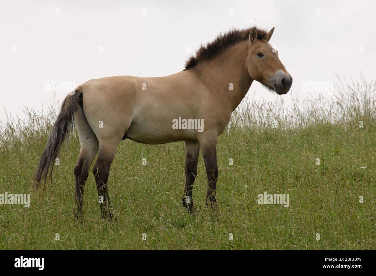 Przewalskis Wild Horse. Species: przewalskii,Genus: Equus,Family ...
