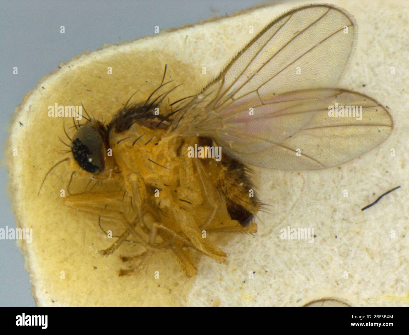 Liriomyza hi-res stock photography and images - Alamy