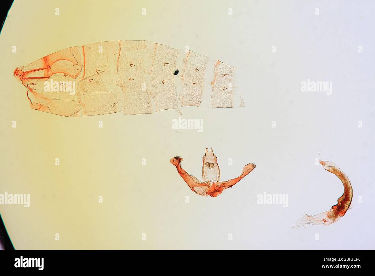 Detailed study biology characteristics hi-res stock photography and ...