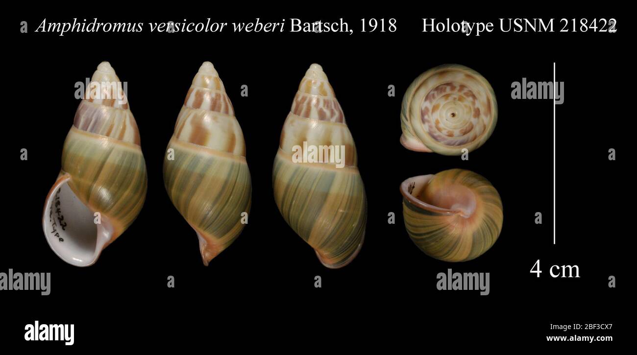 Amphidromus High Resolution Stock Photography and Images - Alamy