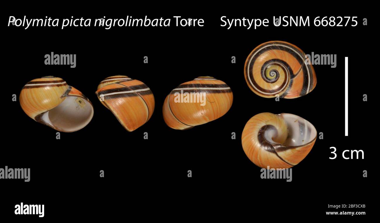 Polymita picta hi-res stock photography and images - Alamy