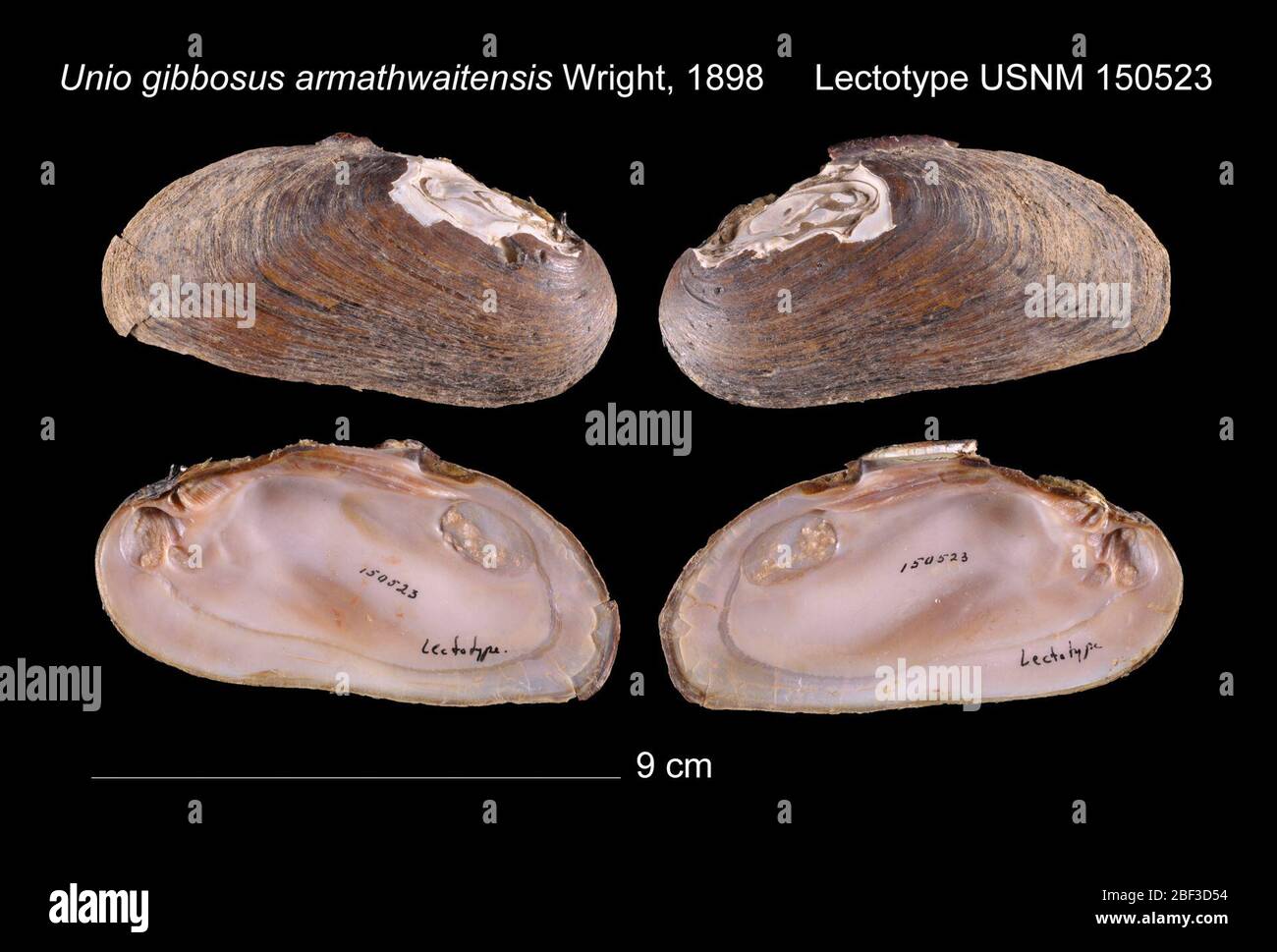 Unio gibbosus armathwaitensis. 4 Apr 20182 Stock Photo - Alamy