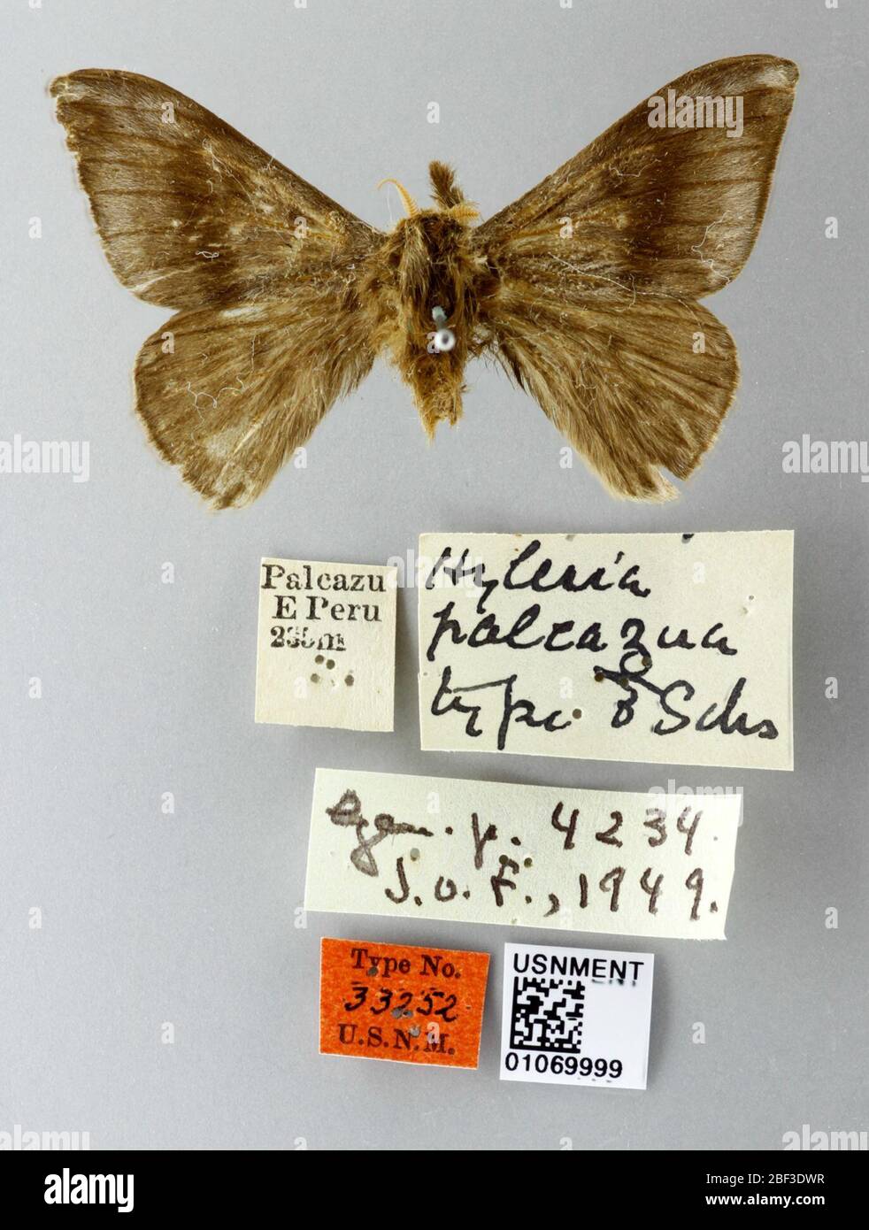 Hylesia palcazua. 16 Dec 20161 Stock Photo - Alamy