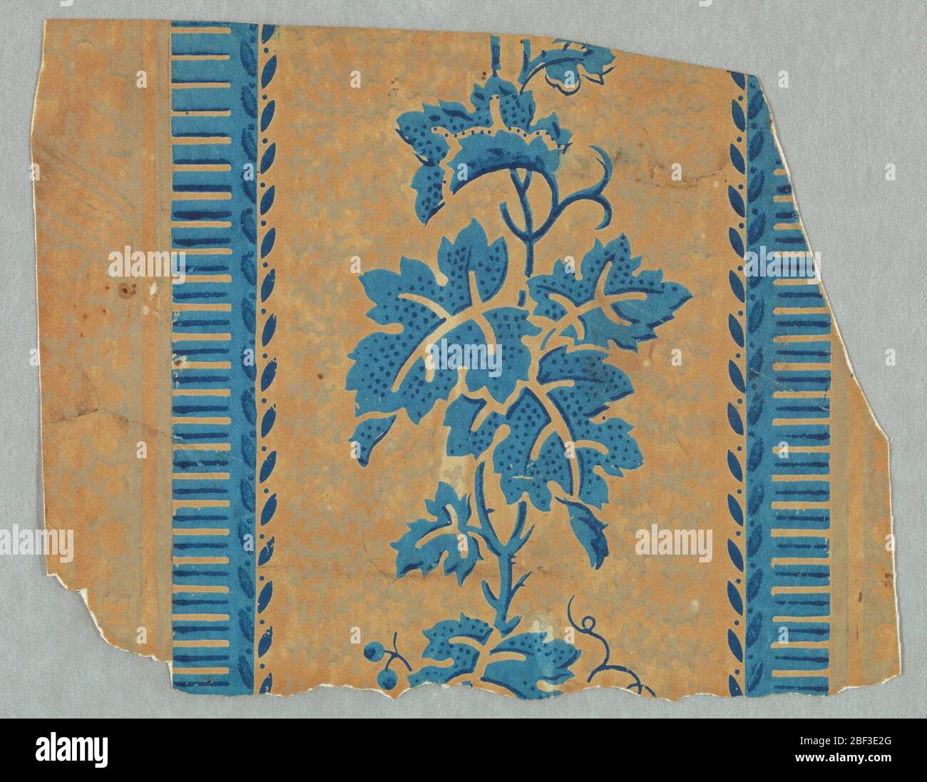 Sidewall. Portion of an axial vine arrangement between denticulated ...