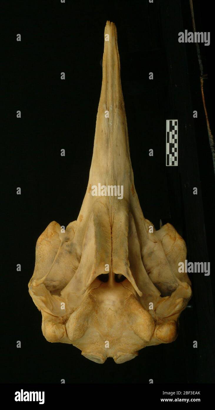 Mesoplodon hi-res stock photography and images - Alamy