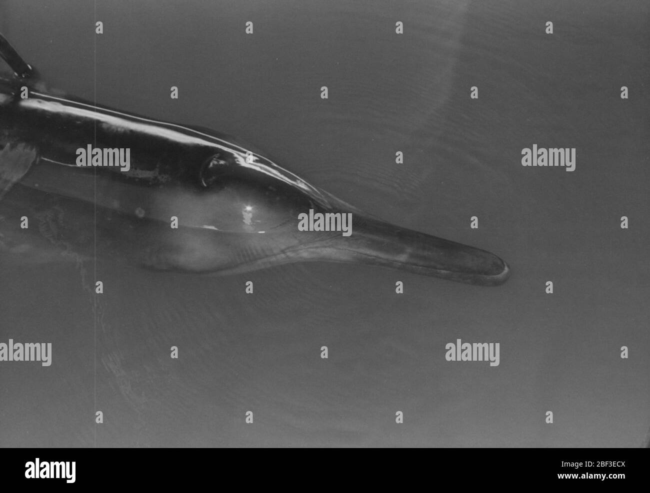 Mesoplodon bidens hi-res stock photography and images - Alamy