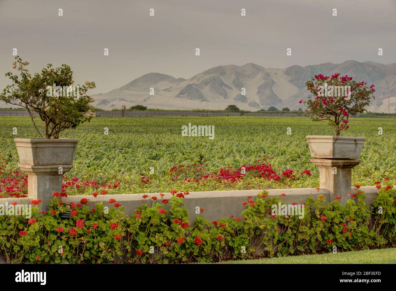 Vineyard in Ica, Peru Stock Photo - Alamy