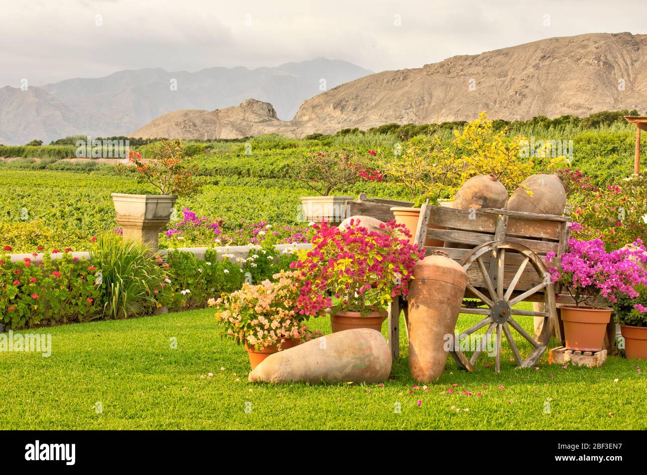 Vineyard in Ica, Peru Stock Photo - Alamy