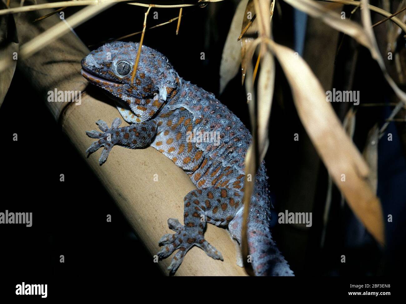 Tokay Gecko. Species: gecko,Genus: Gekko,Family: Gekkonidae,Order ...